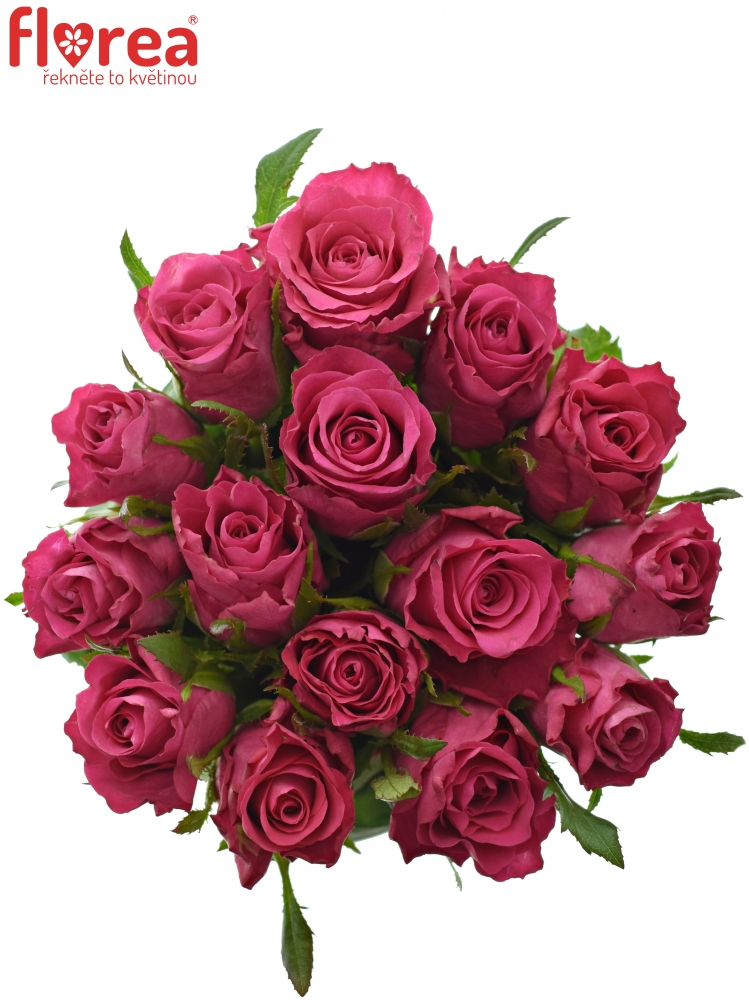 Kytice 15 růží ORCHESTRA 50cm