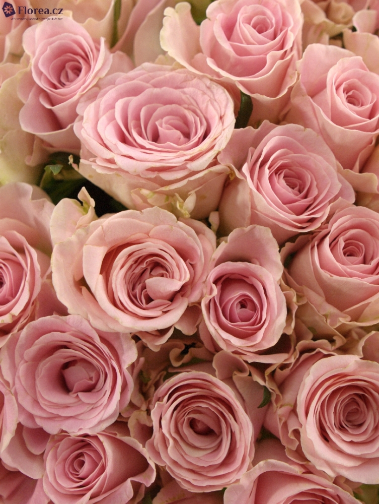 Kytice 55 růžových růží BABYFACE 50cm