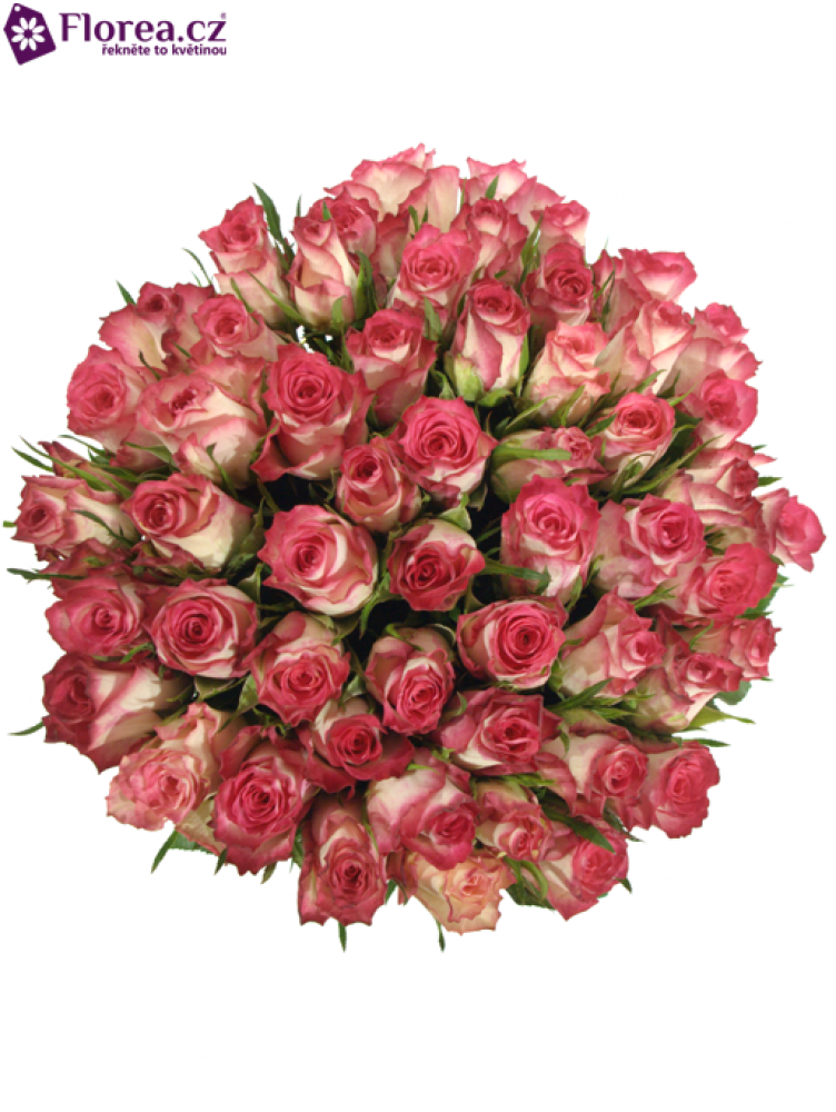 Kytice 55 růžových růží DOUBLE DATE 50cm