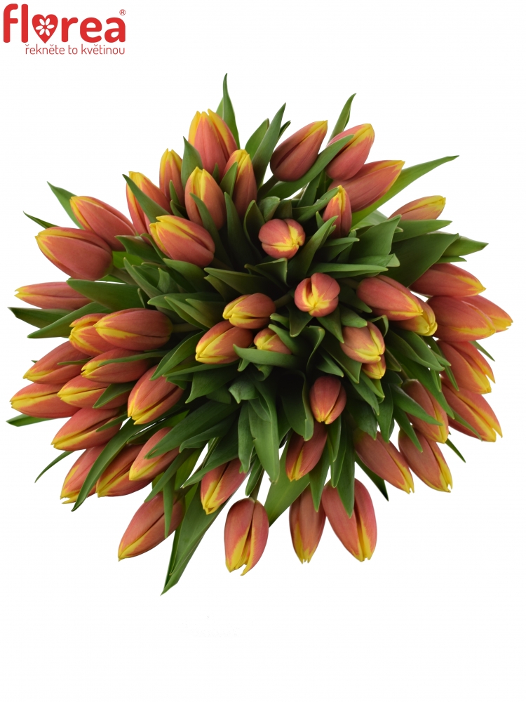 Kytice 55 tulipánů JAN SEIGNETTE