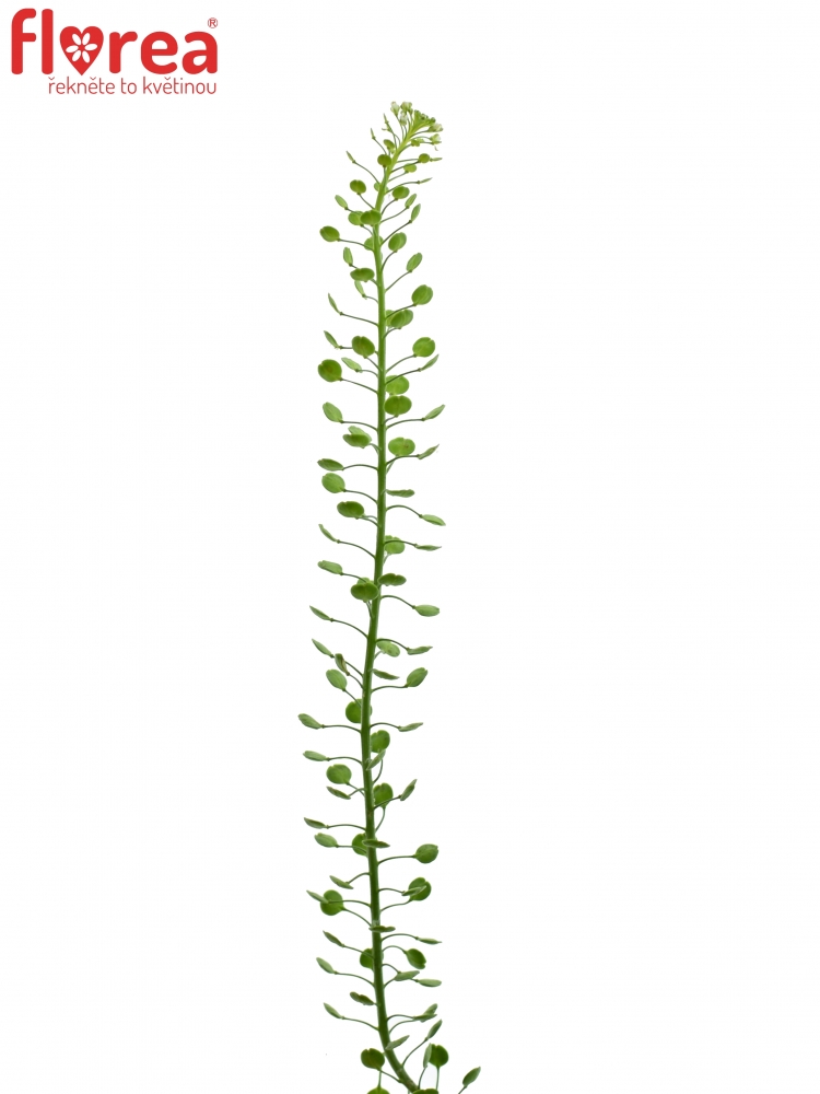 LEPIDIUM GREEN DRAGON 70cm