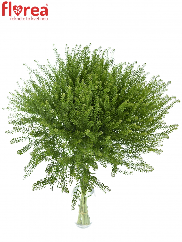 LEPIDIUM GREEN DRAGON 70cm