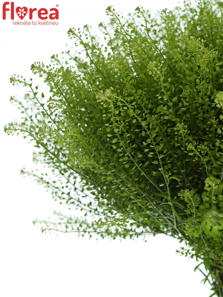 LEPIDIUM GREEN DRAGON 70cm