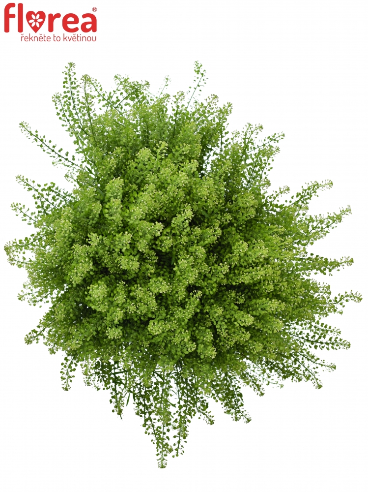 LEPIDIUM GREEN DRAGON 70cm