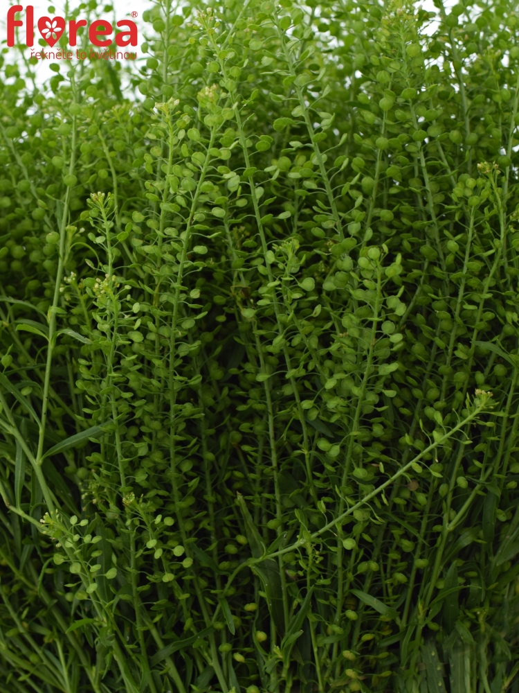 LEPIDIUM GREEN DRAGON 80cm