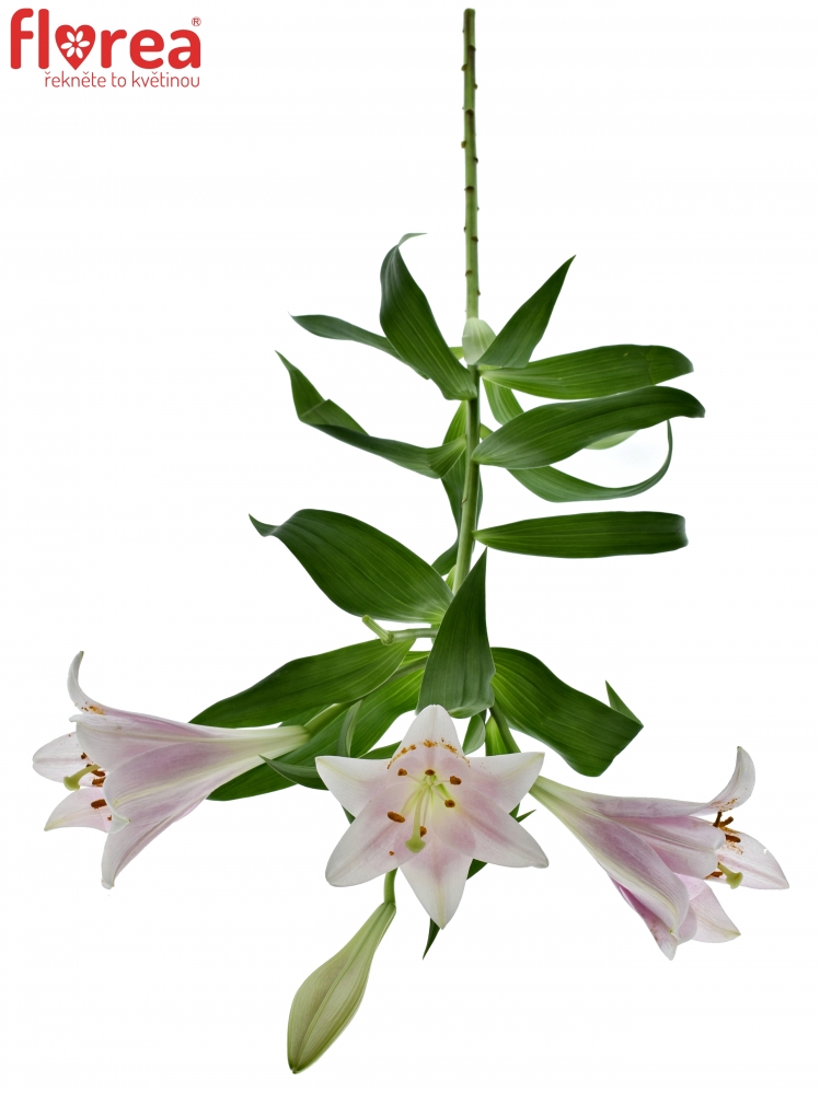 Lilie LO DANCING LADY 95cm/3+