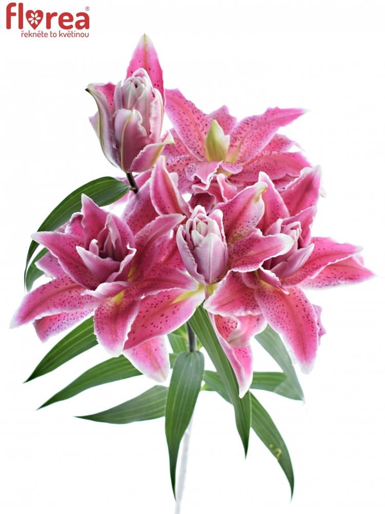 LILIUM OR DU ROSELILY DORIA 75cm/4+