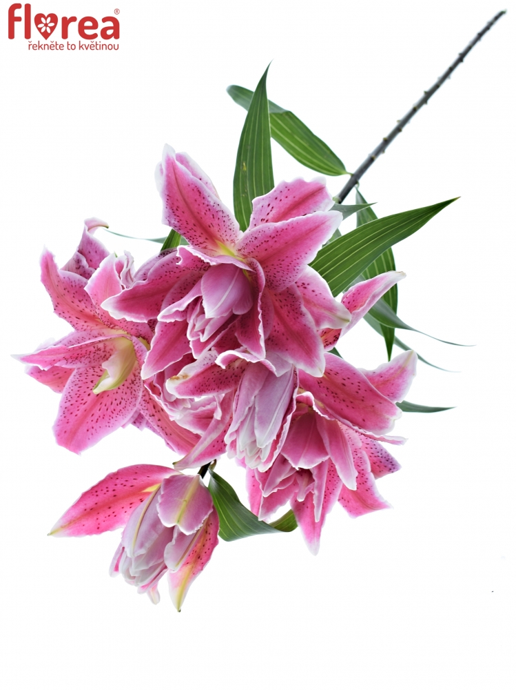 LILIUM OR DU ROSELILY DORIA 75cm/4+
