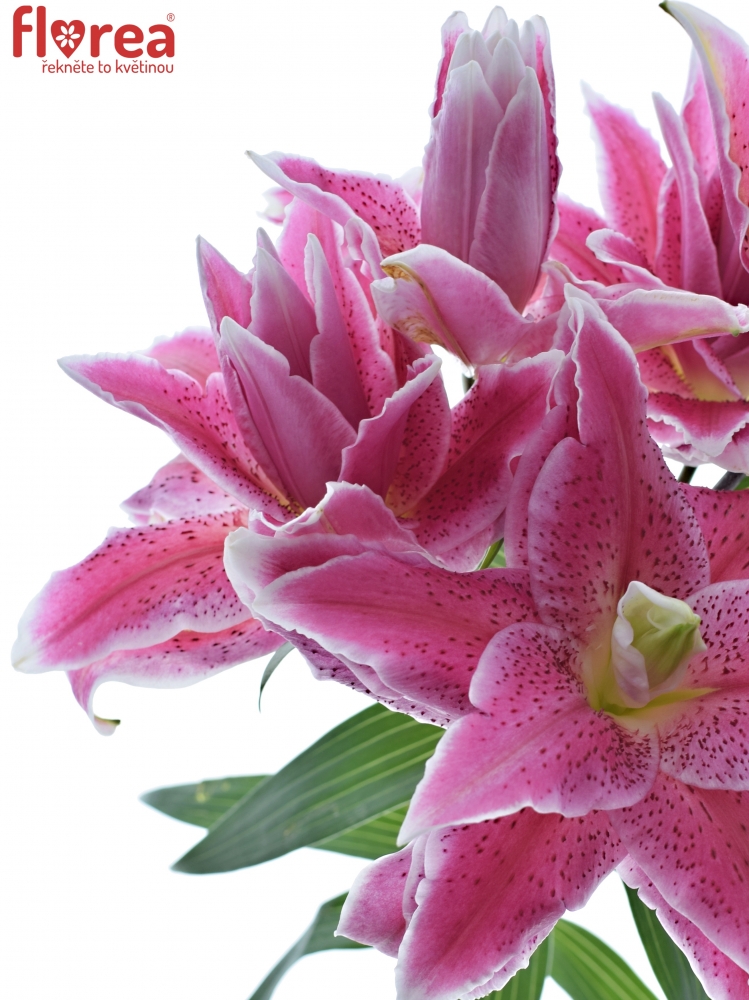 LILIUM OR DU ROSELILY DORIA 75cm/4+