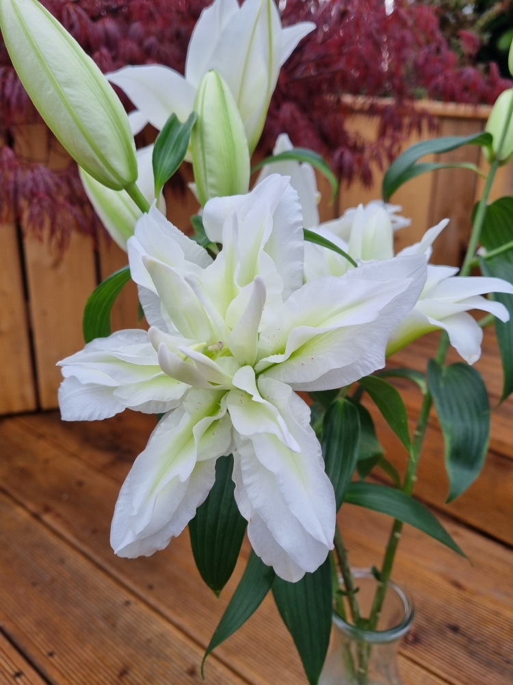 LILIUM OR DU ROSELILY SNOWBOARD 80cm/5+