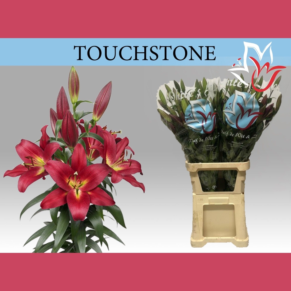LILIUM OT TOUCHSTONE 100 cm/5+ LIMITED – 27% SLEVA! – NOVINKA