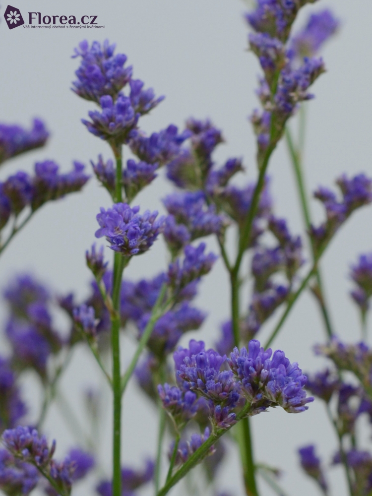 LIMONIUM MICHIGAN BLUE 75cm/30g