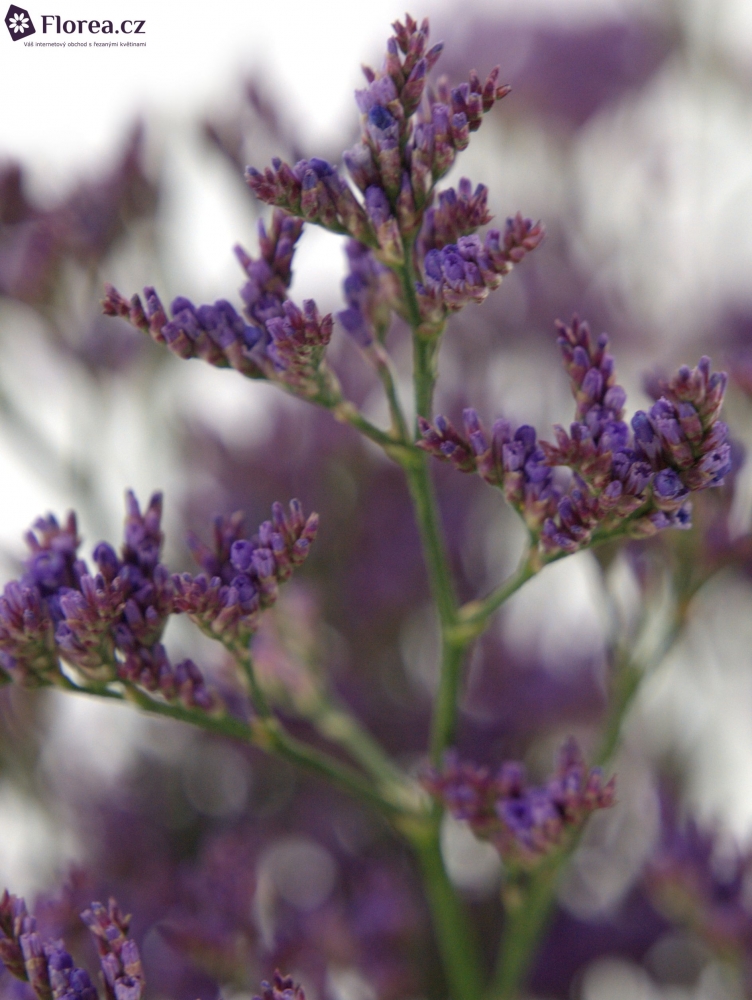 Limonium PIUMA DARK BLUE 70cm/50g