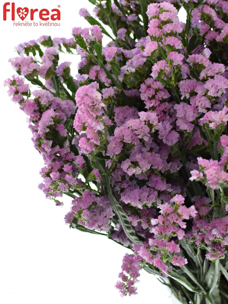 Limonium S CRYSTAL PINK 80cm/50g