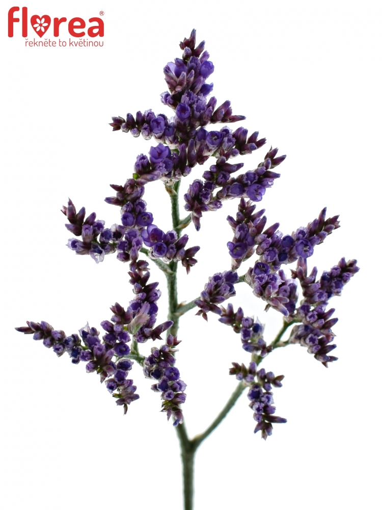 LIMONIUM SAFORA LILAC 60cm/25g