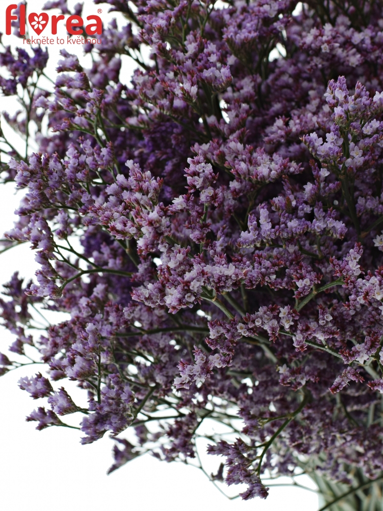 LIMONIUM SAFORA LILAC 60cm/25g