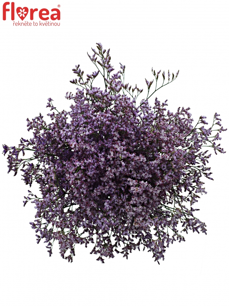 LIMONIUM SAFORA LILAC 60cm/25g