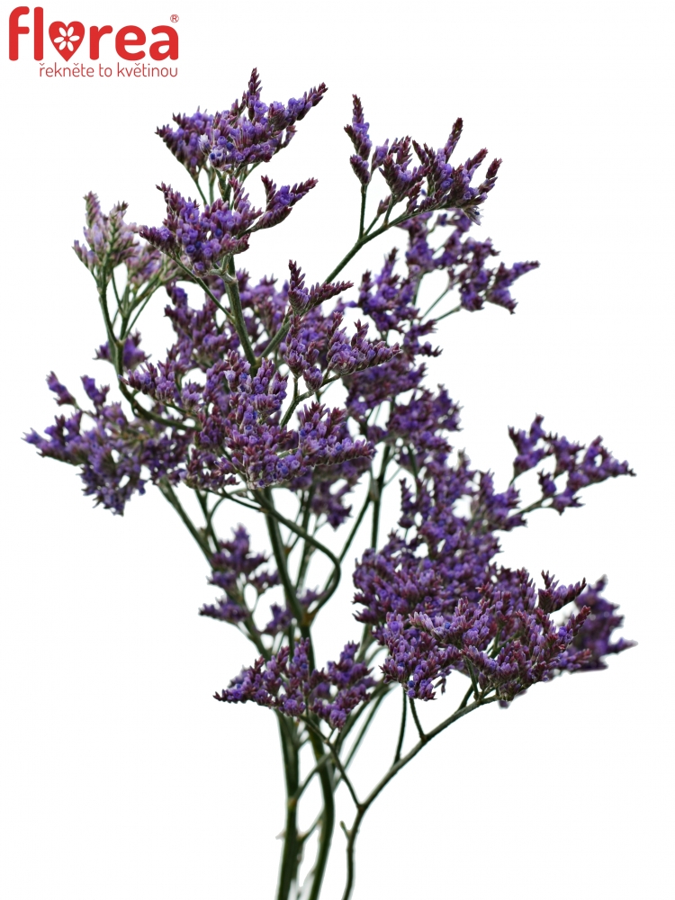 LIMONIUM SAFORA LILAC 70cm/30g