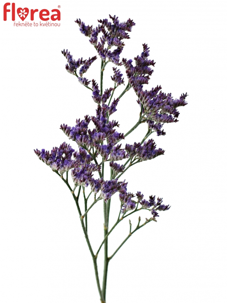 LIMONIUM SAFORA LILAC 60cm/25g