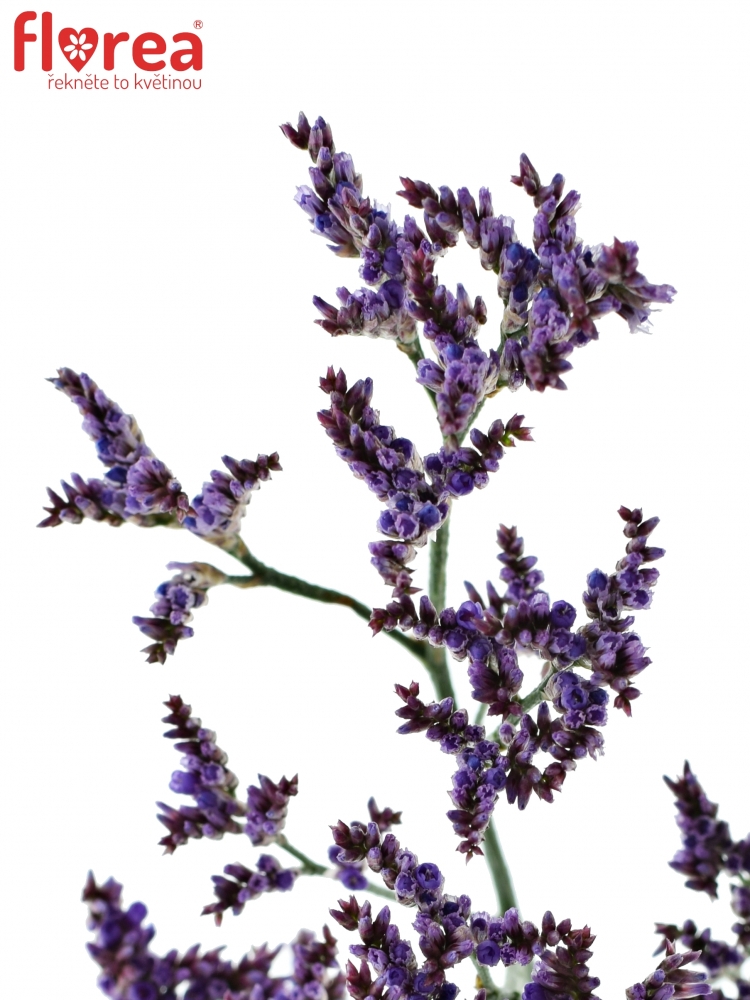 LIMONIUM SAFORA LILAC 60cm/25g