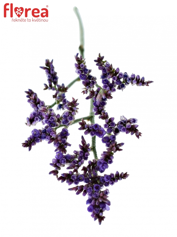LIMONIUM SAFORA LILAC 60cm/25g