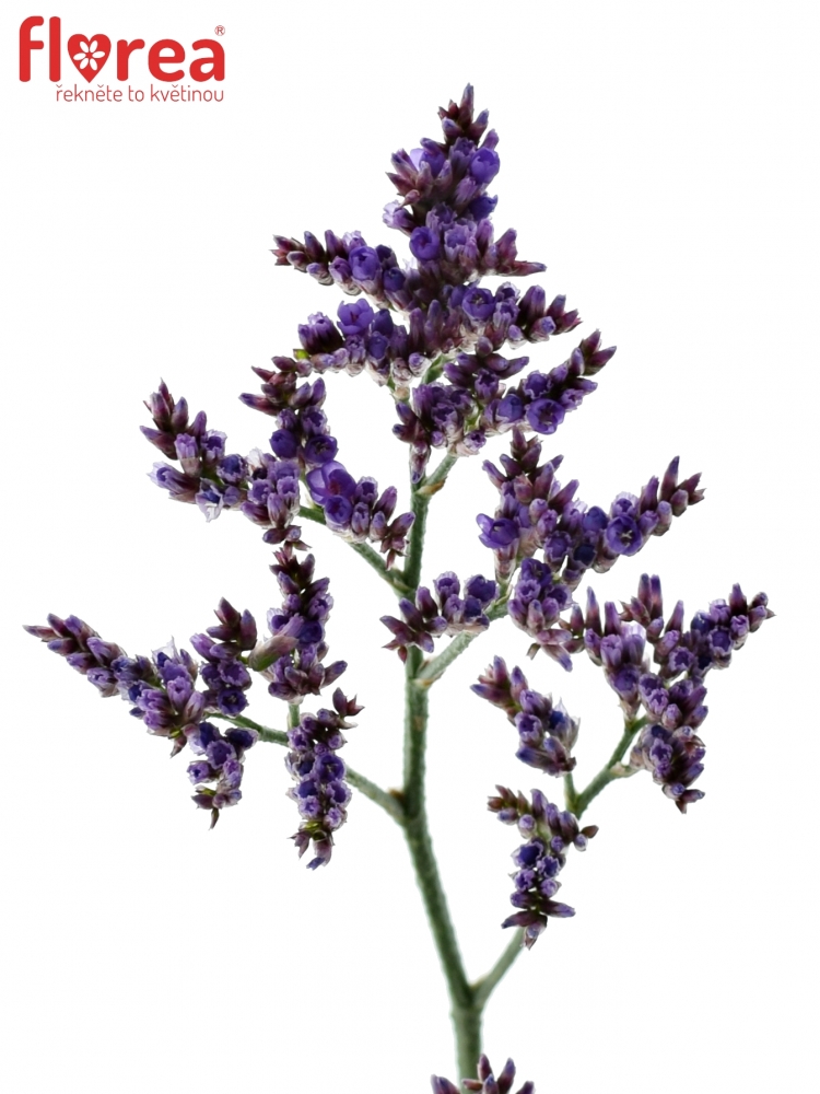 LIMONIUM SAFORA LILAC 60cm/25g
