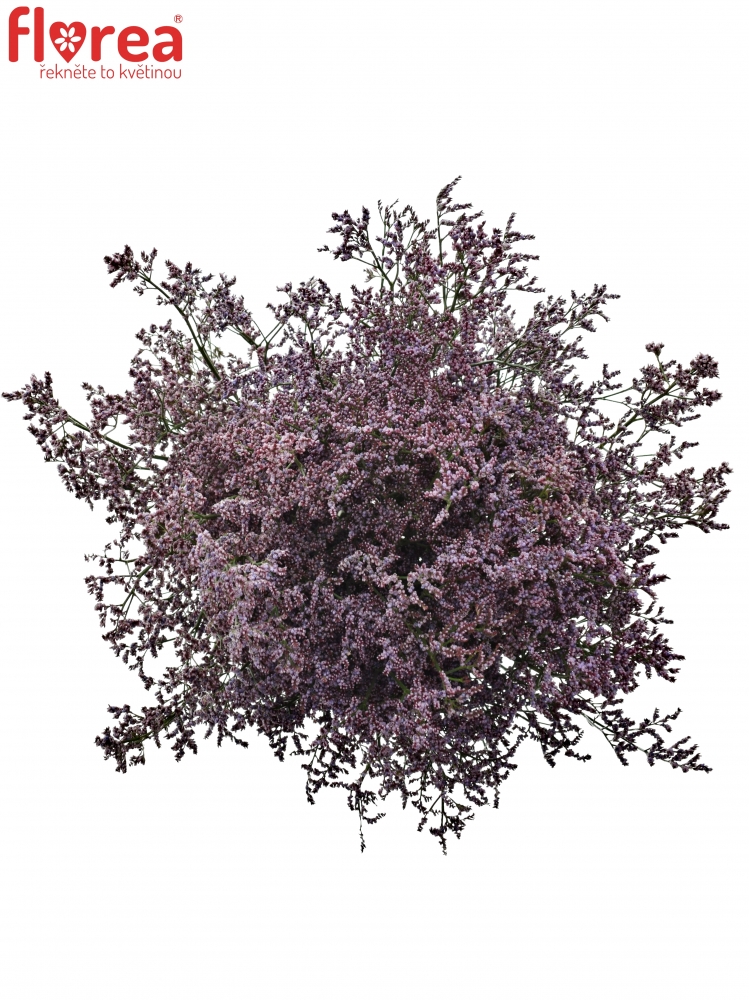 LIMONIUM SAFORA PINK SKY 60cm/25g
