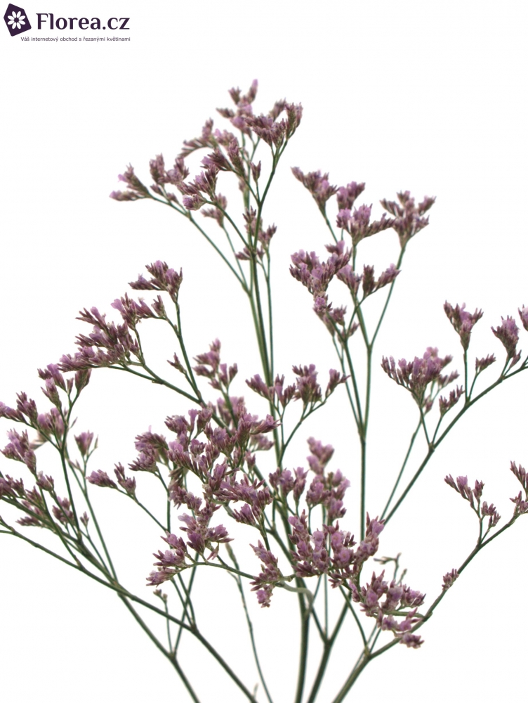 LIMONIUM SAFORA ROSY PINK 50cm/25g