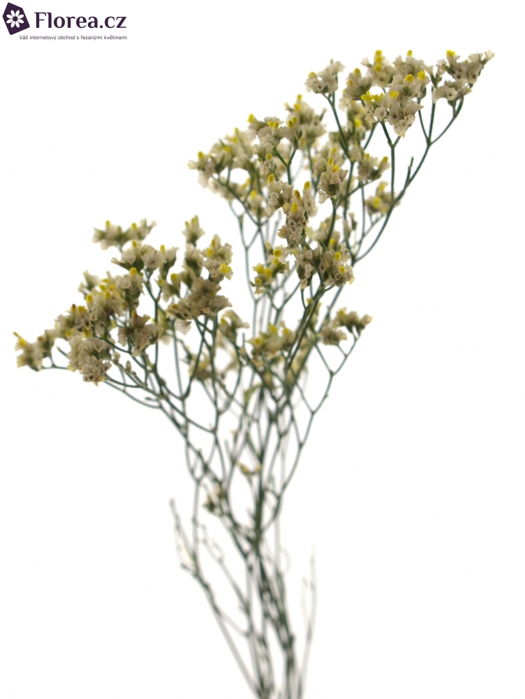 LIMONIUM SINENSIS BLANCA DIAMOND