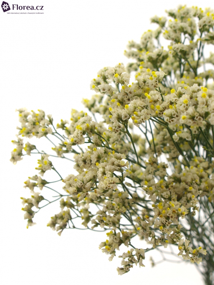 LIMONIUM SINENSIS BLANCA DIAMOND