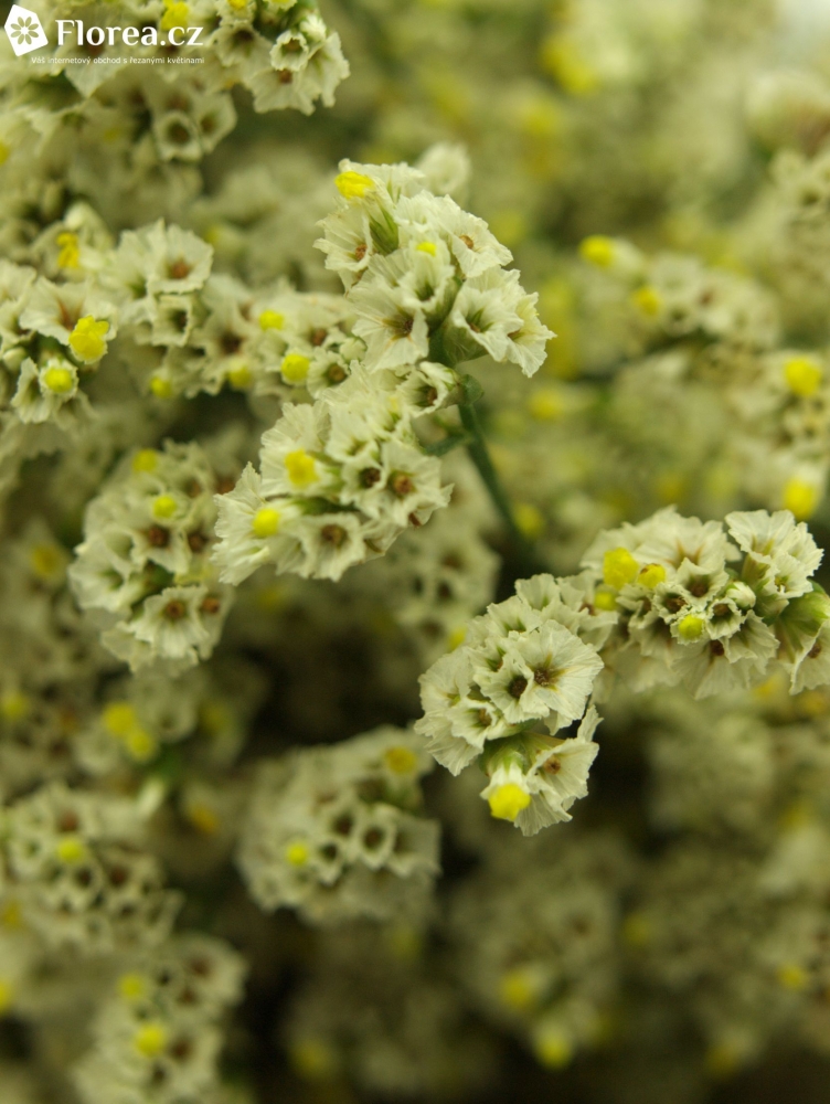 LIMONIUM SINENSIS BLANCA DIAMOND