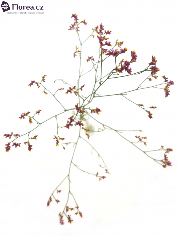 LIMONIUM SINENSIS CHINA RED 65cm/20g