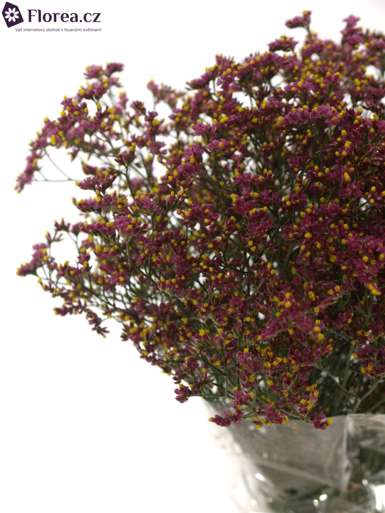 LIMONIUM SINENSIS CHINA RED 35g