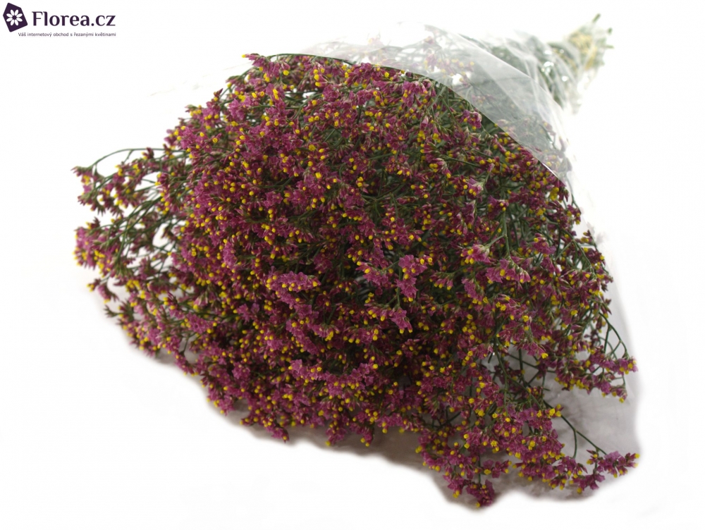 LIMONIUM SINENSIS CHINA RED 65cm/20g