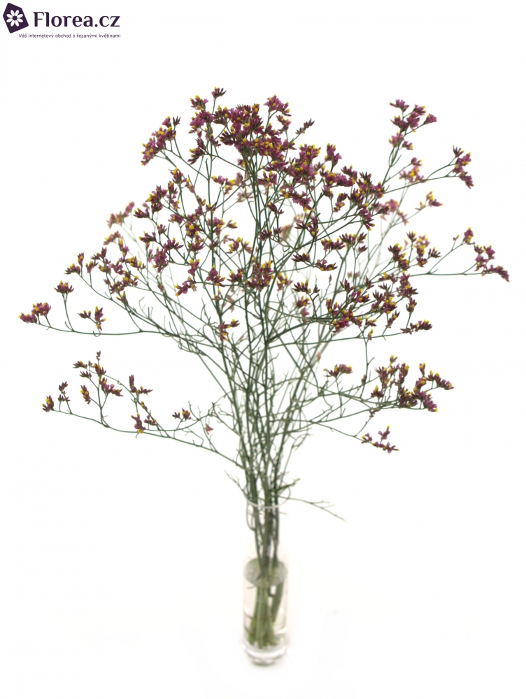 LIMONIUM SINENSIS CHINA RED 65cm/20g