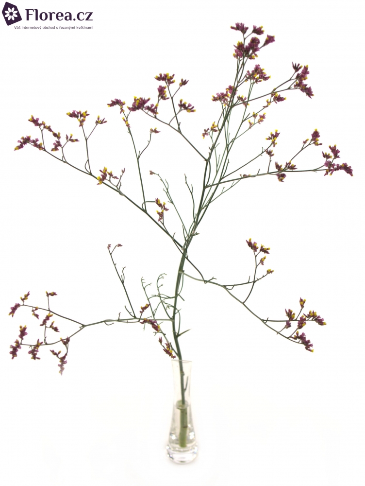 LIMONIUM SINENSIS CHINA RED 35g