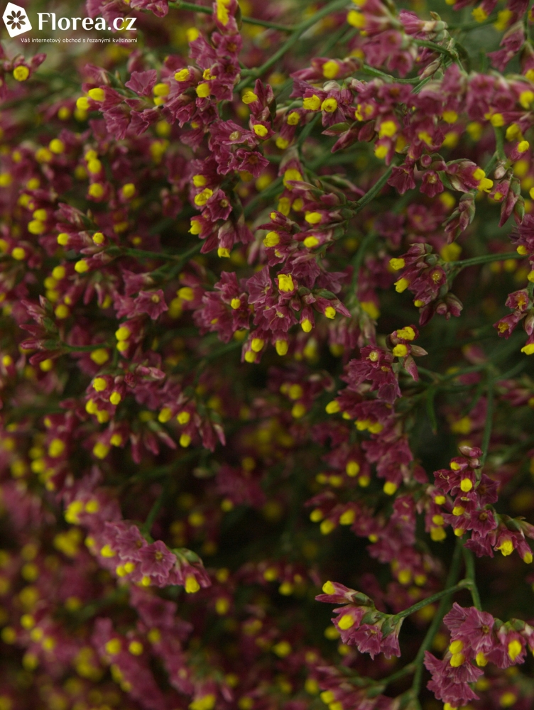 LIMONIUM SINENSIS CHINA RED 50cm/20g