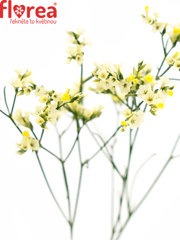 LIMONIUM SINENSIS GOLDEN DIAMOND 75cm/45g