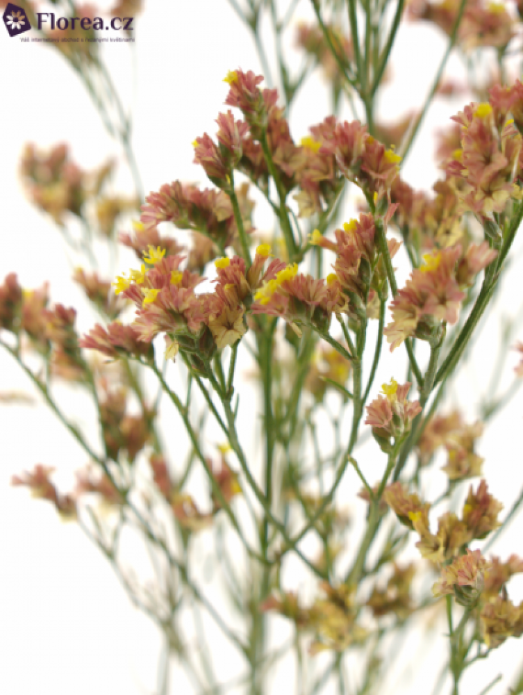 LIMONIUM SINENSIS MAX DIAMOND 65cm/25g