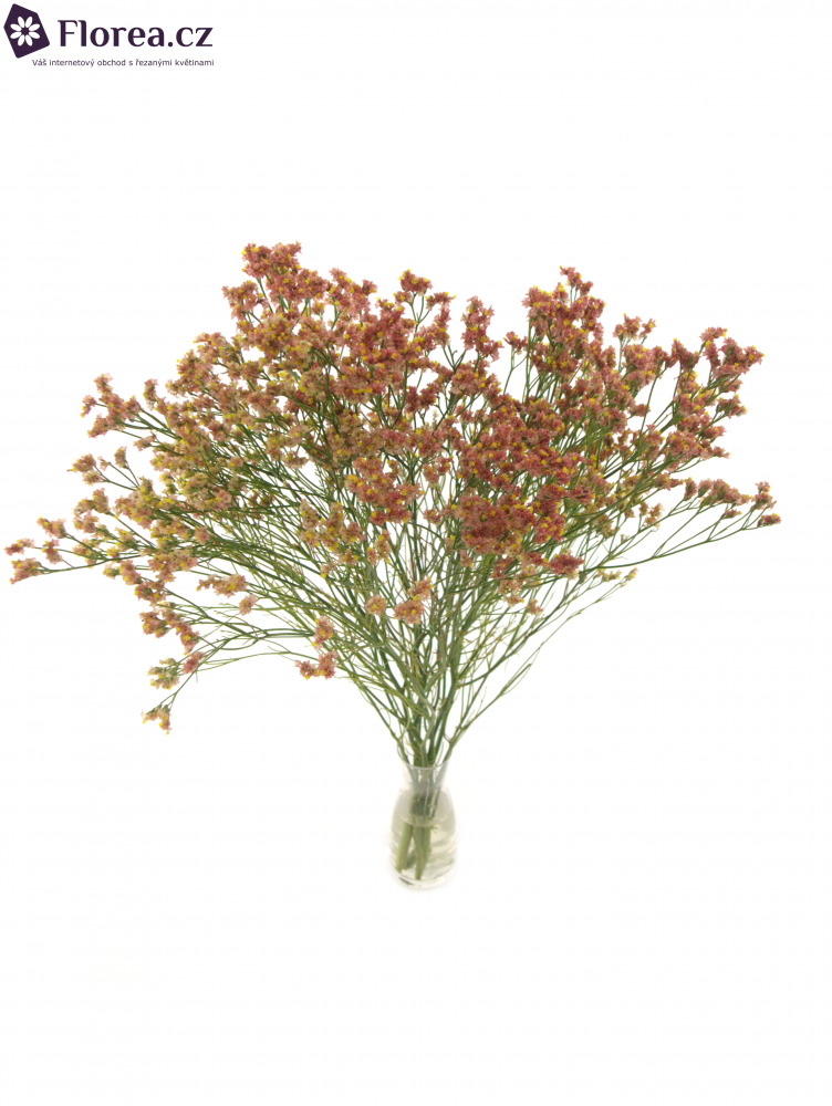 LIMONIUM SINENSIS MAX DIAMOND 65cm/25g