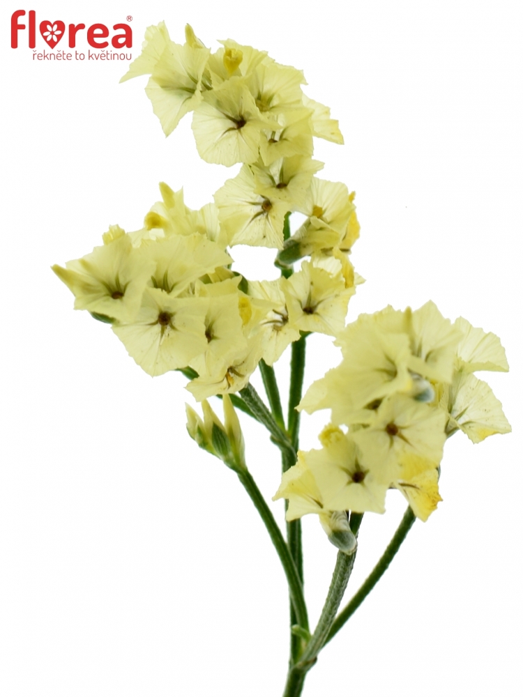 LIMONIUM SINENSIS PINEAPPLE DIMOND 65cm/20g