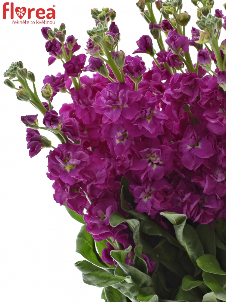 Matiola PHANTOM RED 65cm