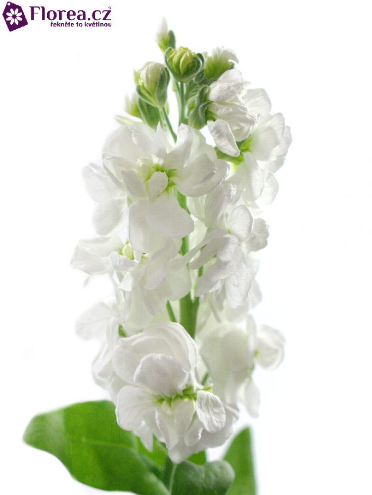 Matiola CENTUM WHITE 50cm