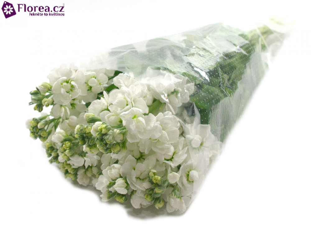 Matiola CENTUM WHITE 50cm