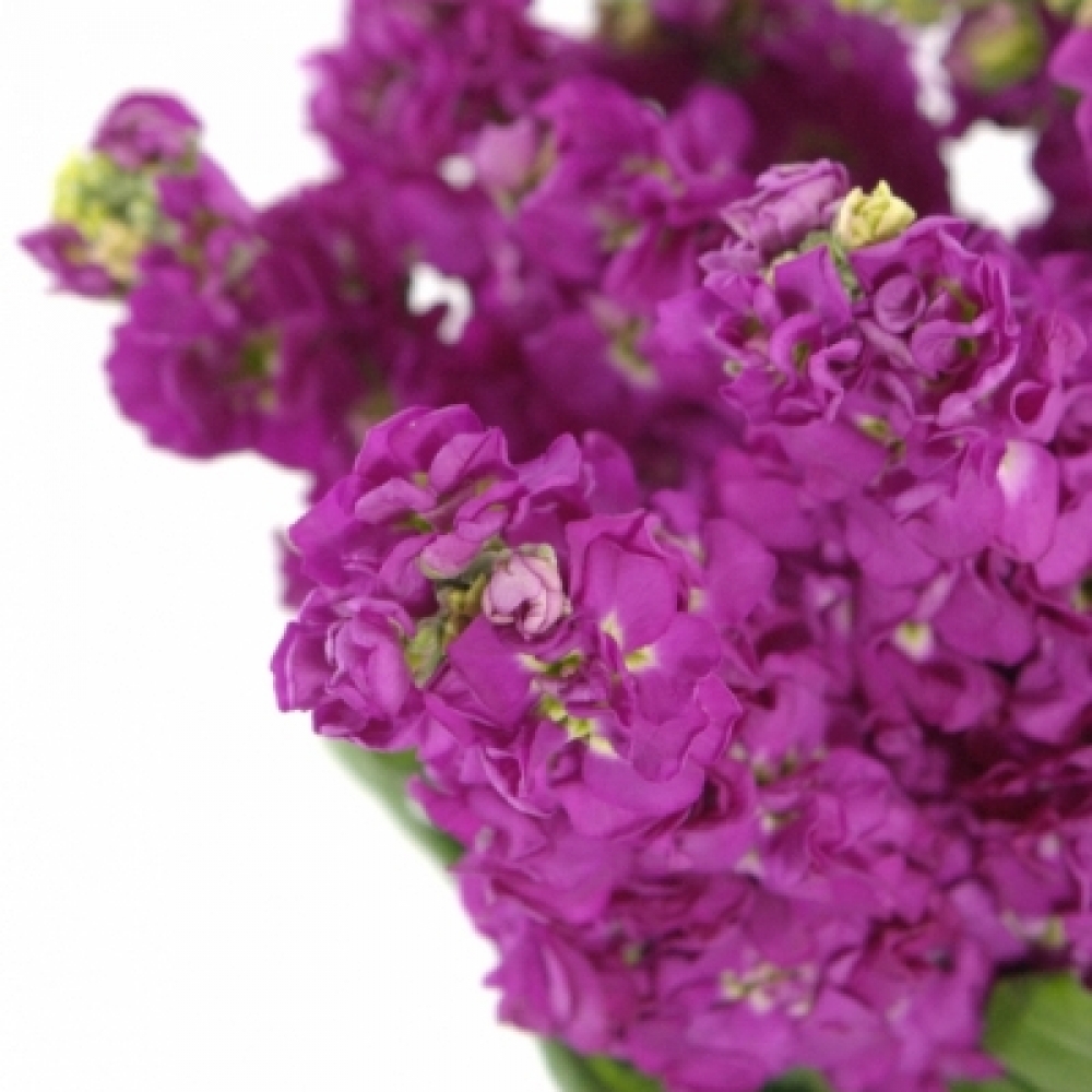 Matiola DEBORAH 50cm