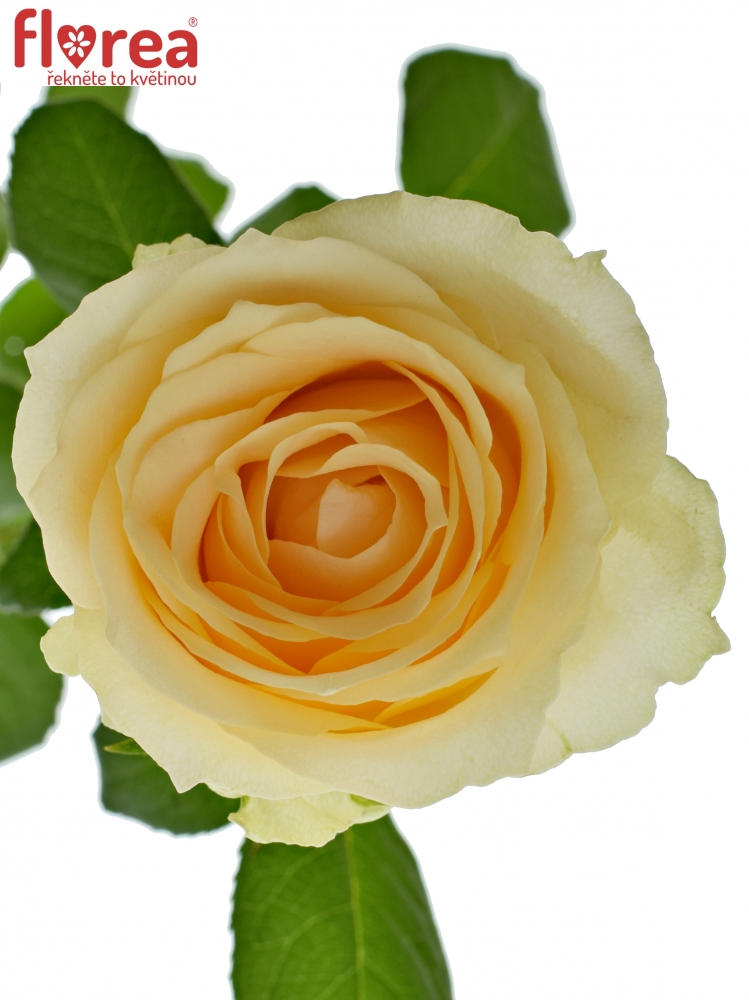 Meruňková růže MAGIC AVALANCHE+ 60cm (L)