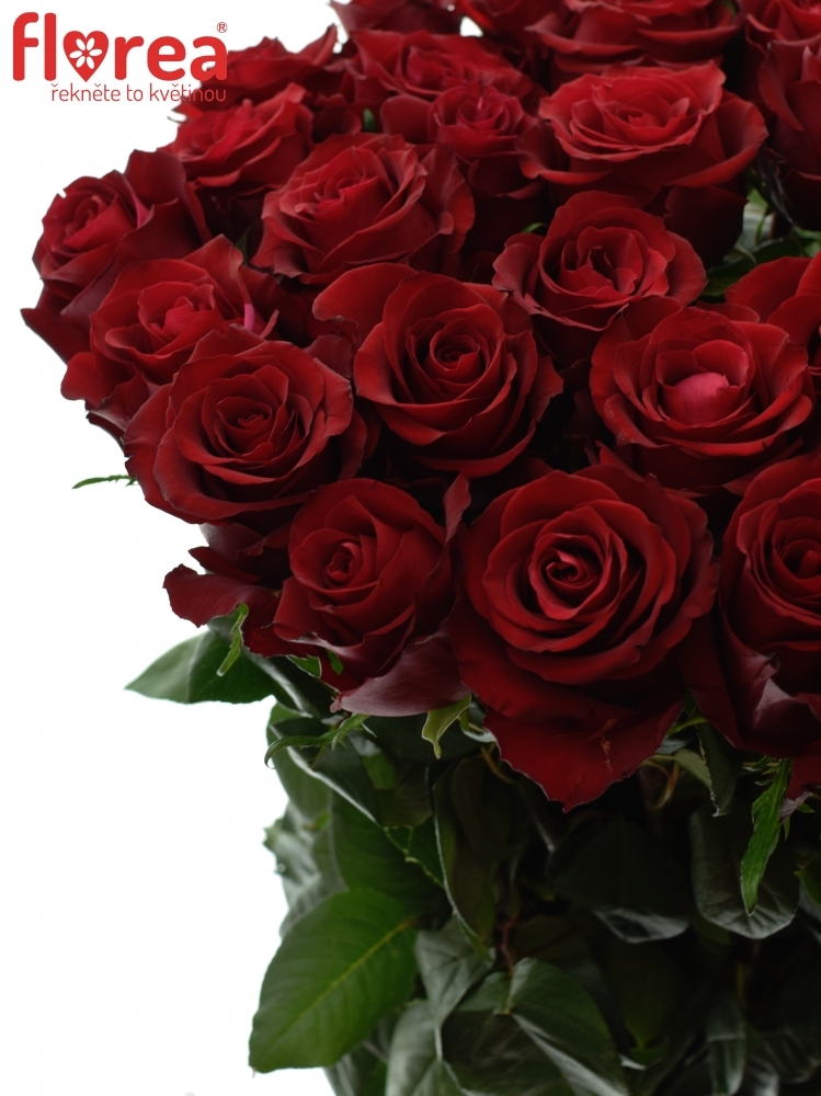 Metrová růže EVER RED super 1 metr (XXL)