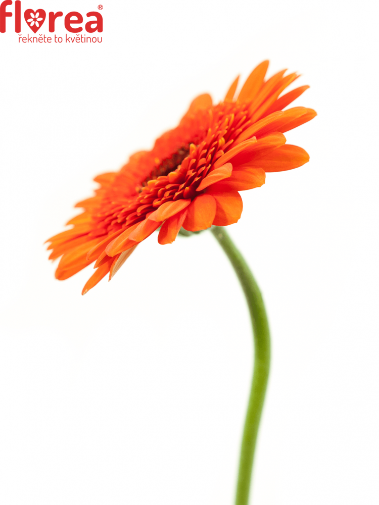 Gerbera mini CARAMBA (WATER)