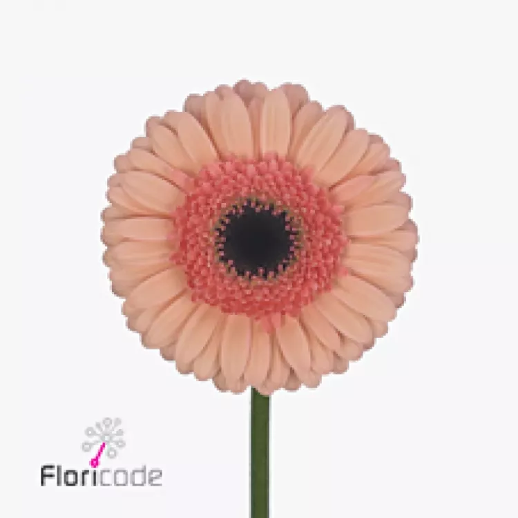 Gerbera mini COOKIES N CREAM