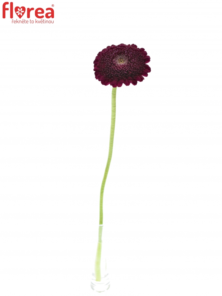 Gerbera mini GERPONI DANEE